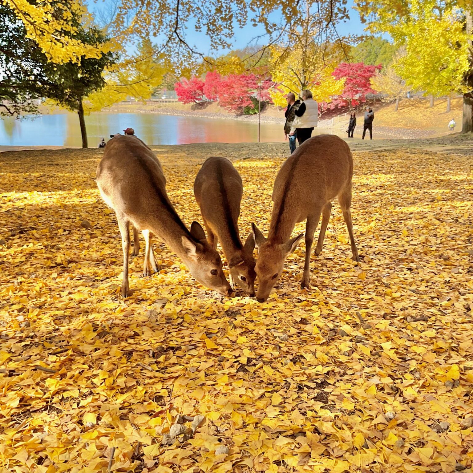 Nara Park — Deer, Temples, and Stunning Autumn Colors_yellow ...