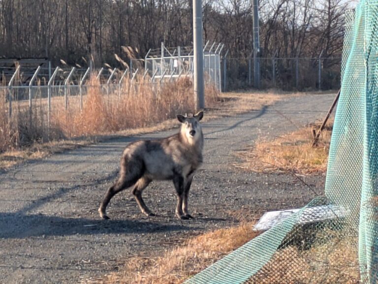 A Rare Sight in Japan: Meet the Japanese Serow