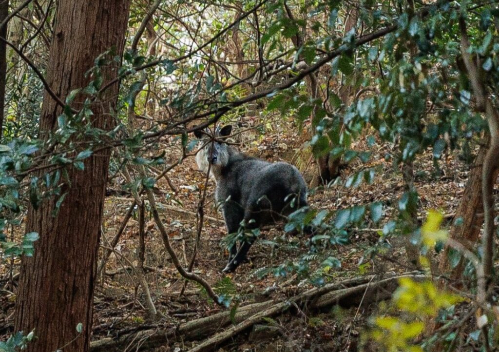 The Japanese Serow (Kamoshika) Japan’s Rare Mountain Animal and ...