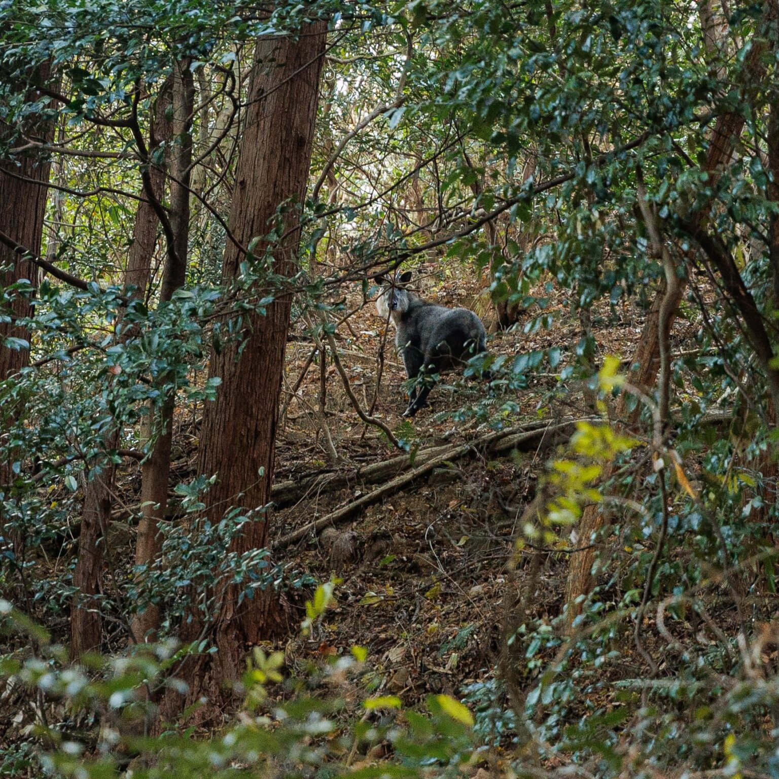 A Rare Sight in Japan: Meet the Japanese Serow