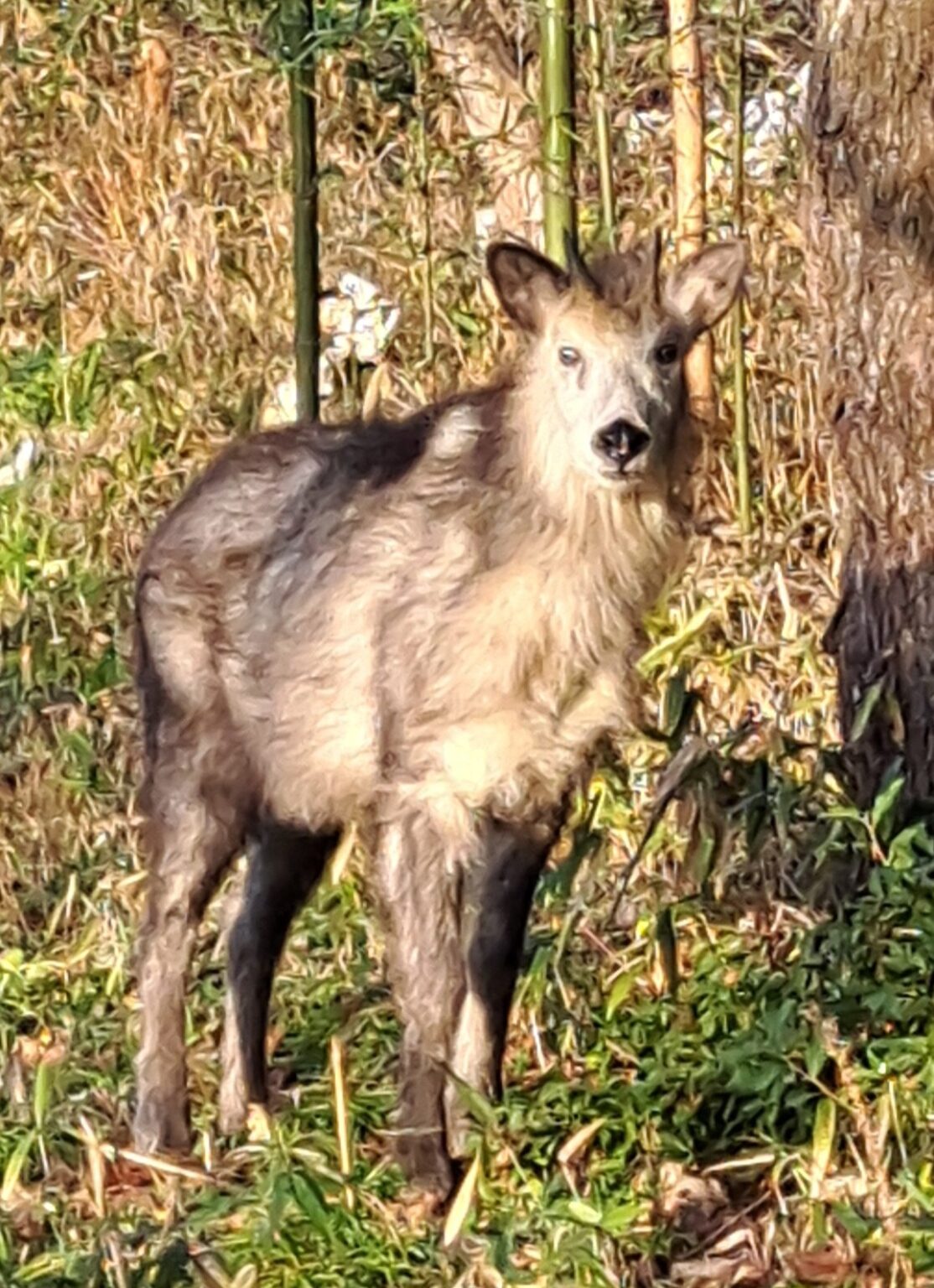 A Rare Sight in Japan: Meet the Japanese Serow