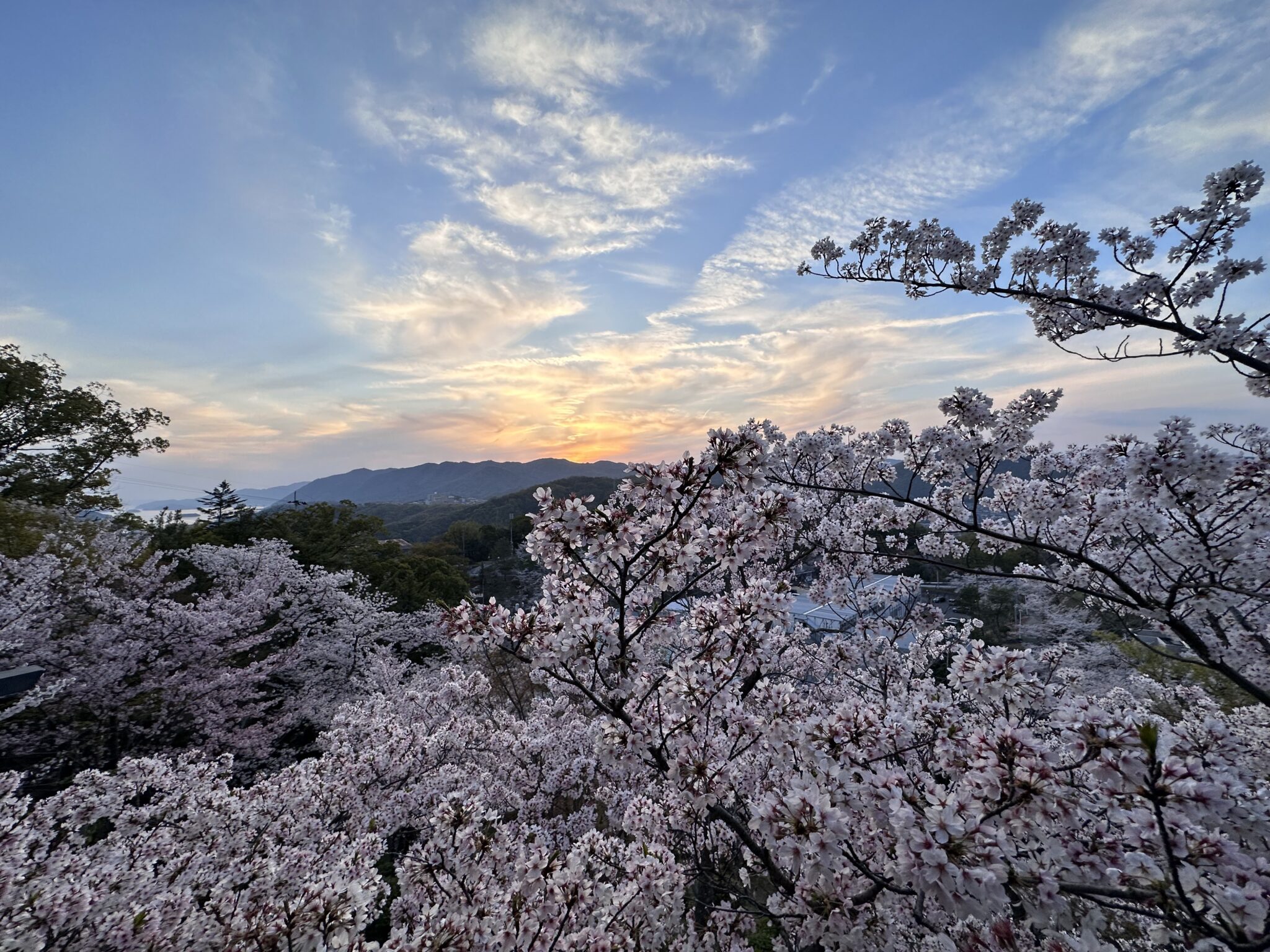 Best Cherry Blossom Spots in Hiroshima_Senkoji_sunset_sea_onomichi ...