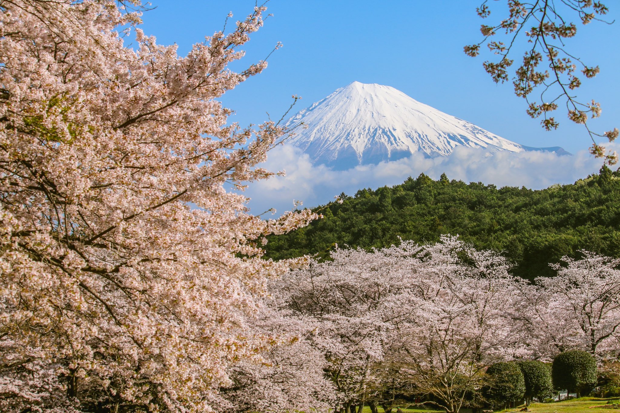 Japan Cherry Blossom Forecast 2026: Best Viewing Dates