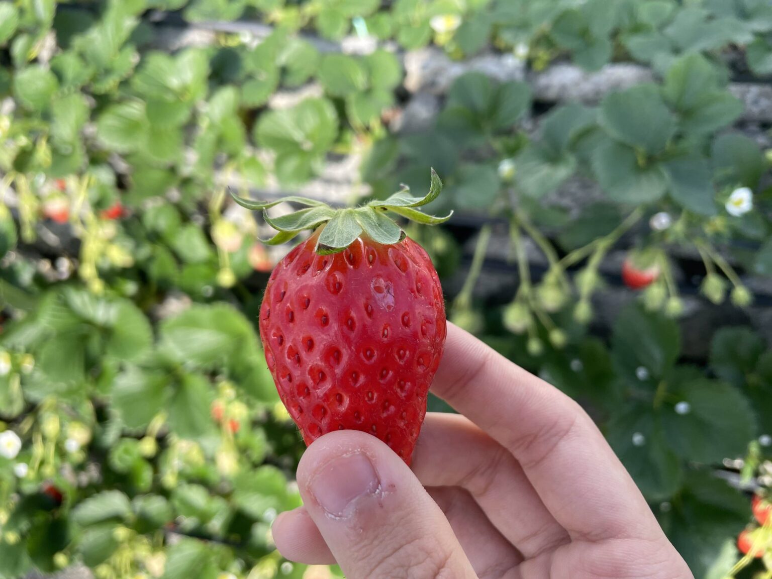 Strawberry Picking in Japan 2026: A Complete Guide for First-Time Visitors