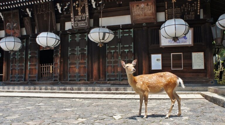 Todai-ji Nigatsu-do A Hidden Sunset Gem in Nara_deer | Tabimania Japan