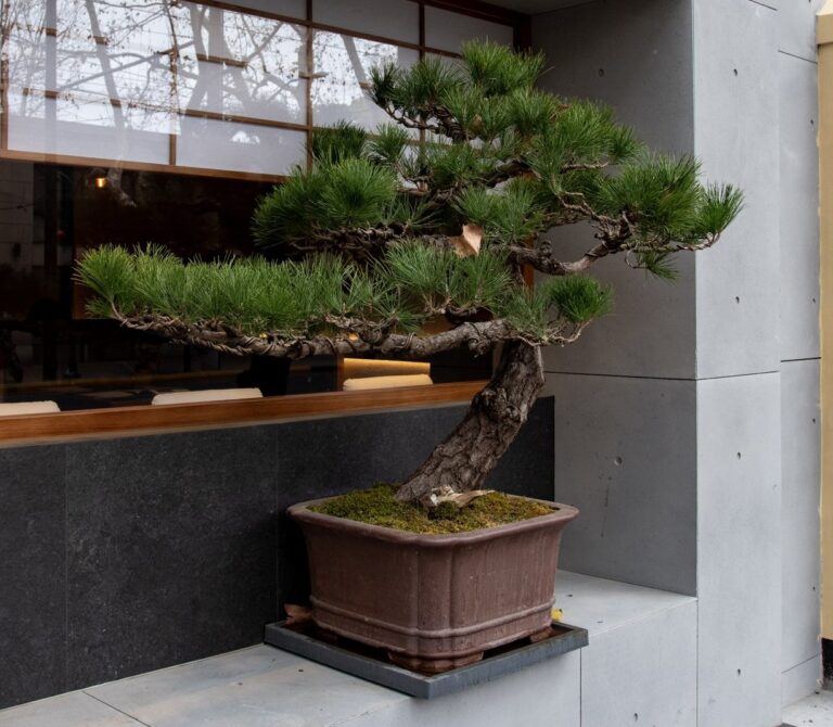 Whispers of Nature: Experience the Living Art of Omiya Bonsai