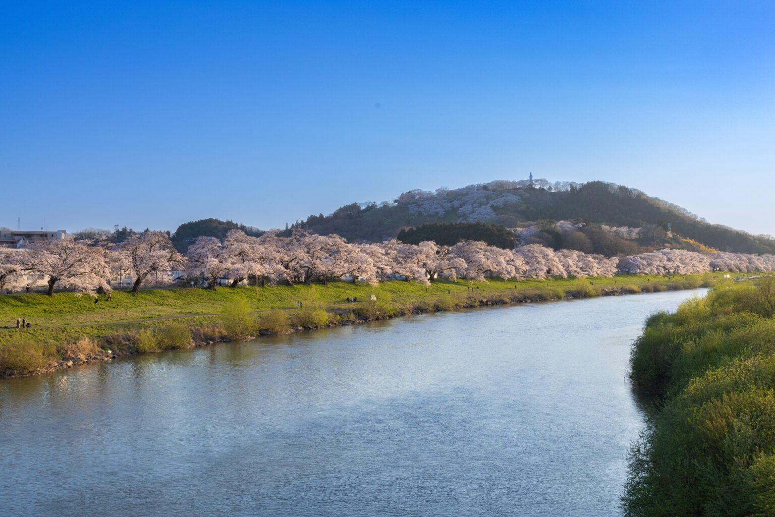 3 Stunning Cherry Blossom Spots in Miyagi You Shouldn’t Miss