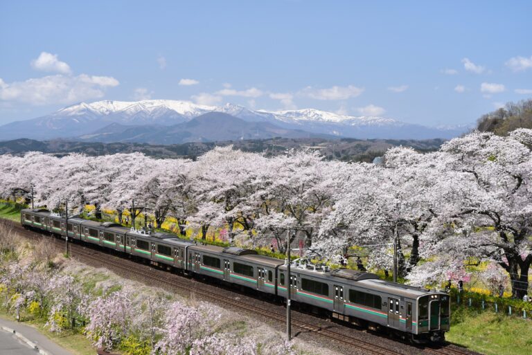 3 Stunning Cherry Blossom Spots in Miyagi You Shouldn’t Miss