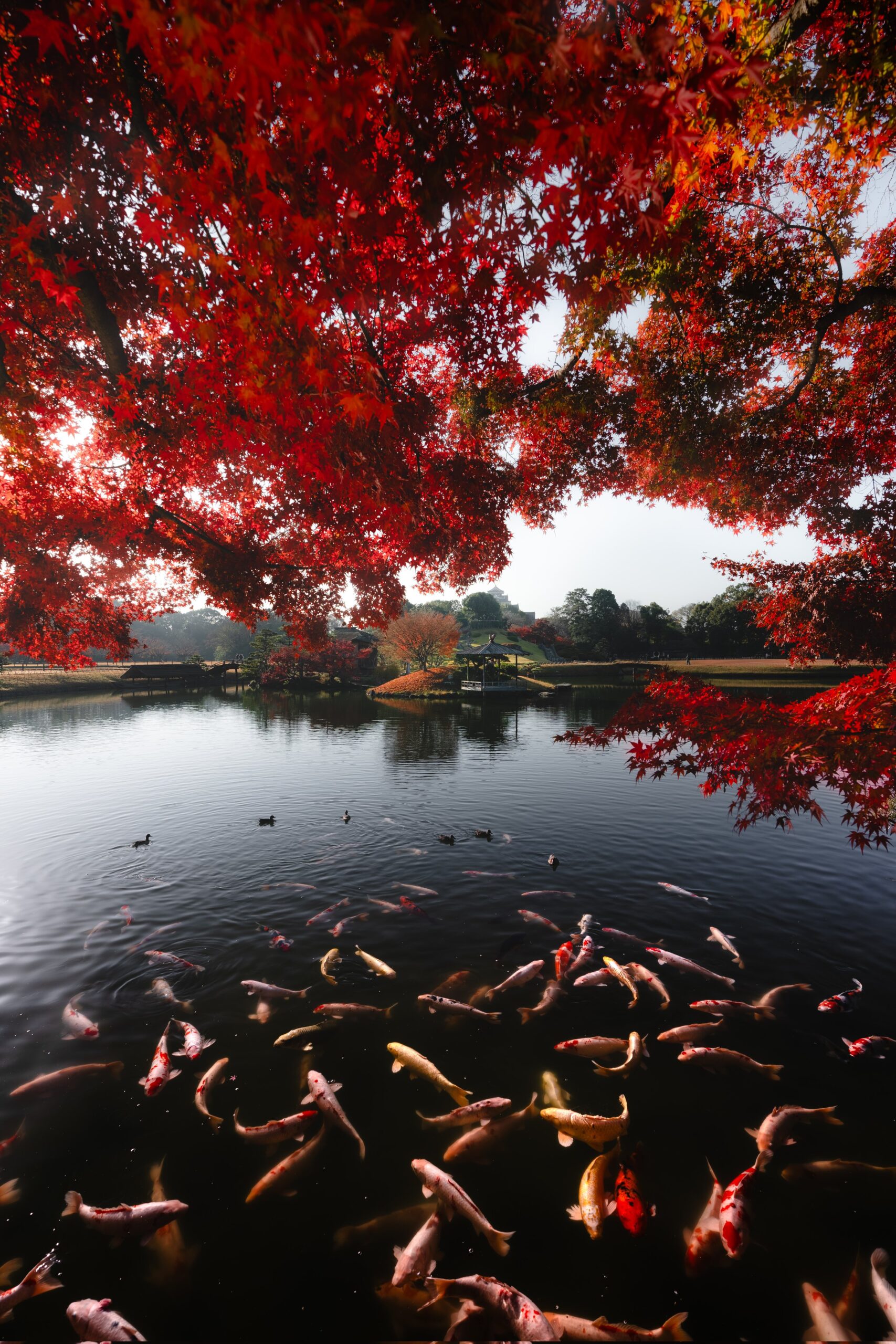 Okayama Korakuen Garden: The Most Photogenic Spot in Okayama ...