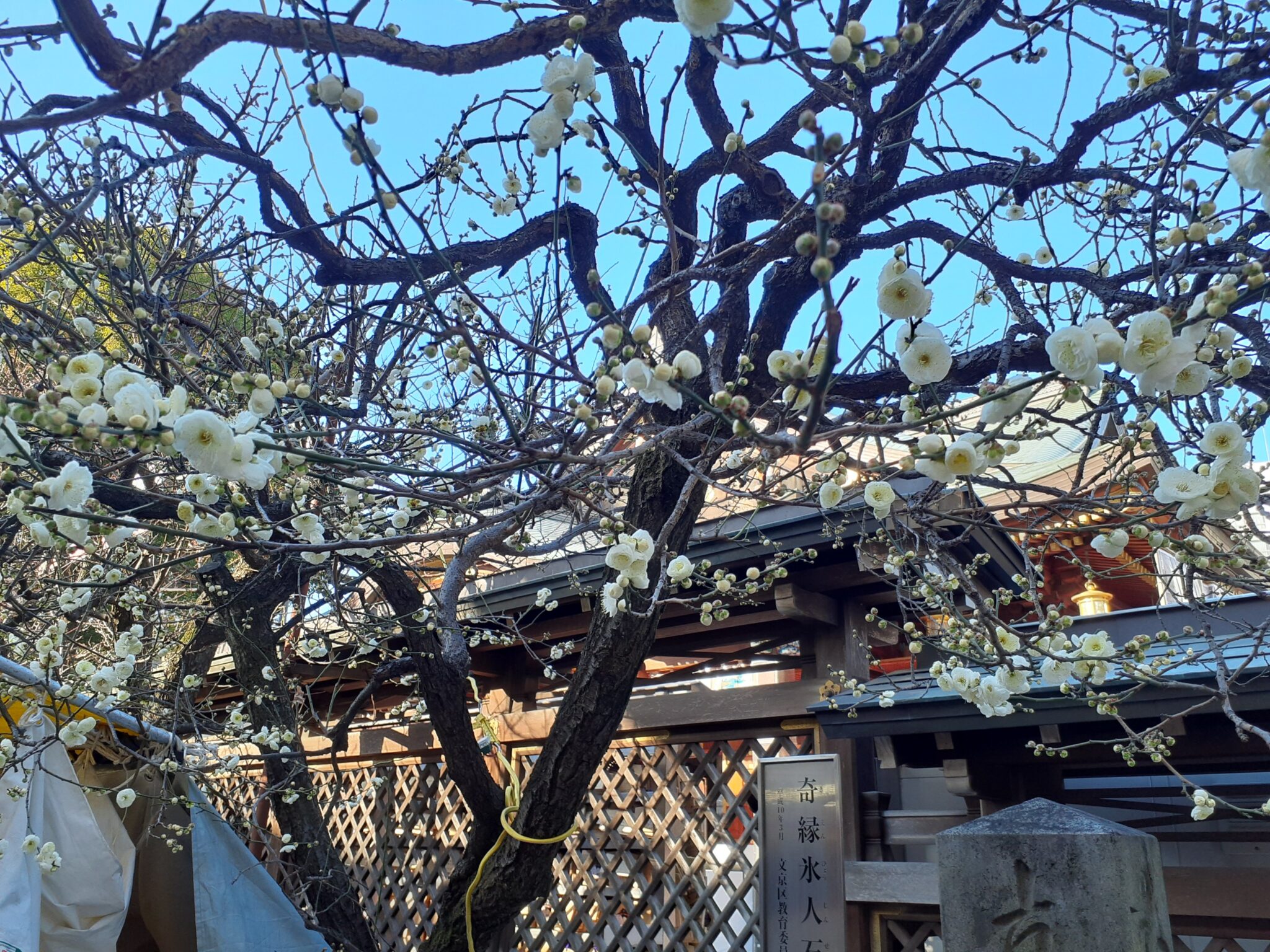 Tokyo Plum Blossoms Guide: Yushima Tenjin in Early Spring
