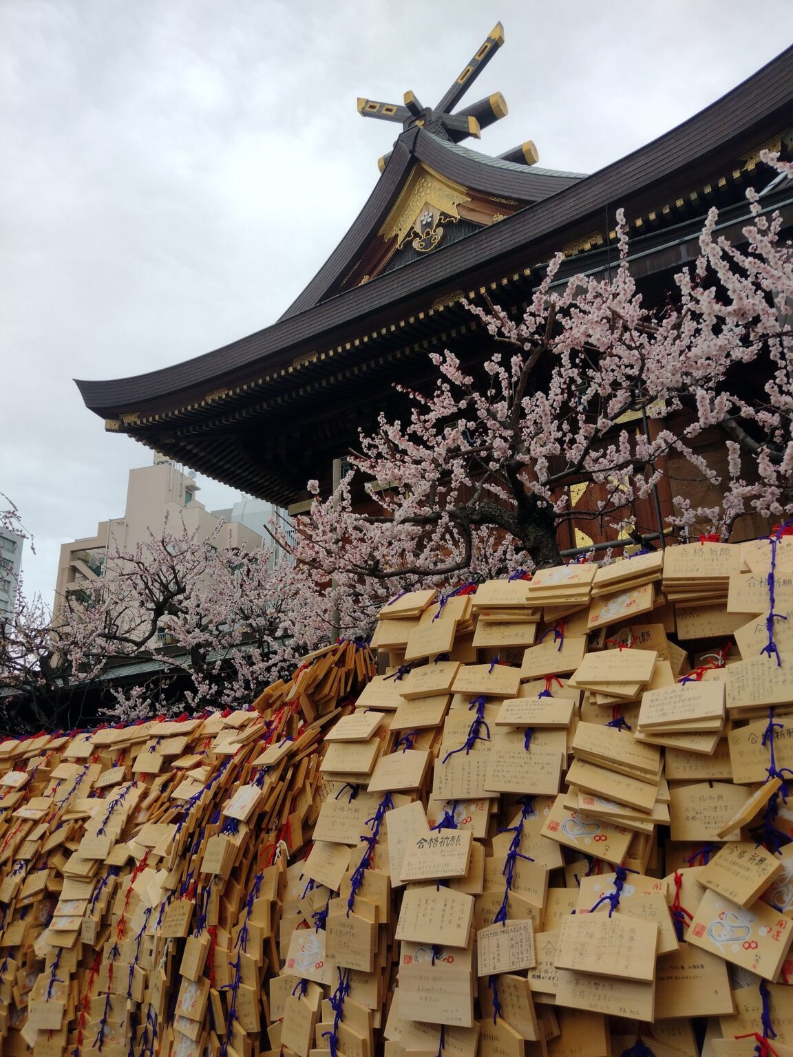Tokyo Plum Blossoms Guide: Yushima Tenjin in Early Spring