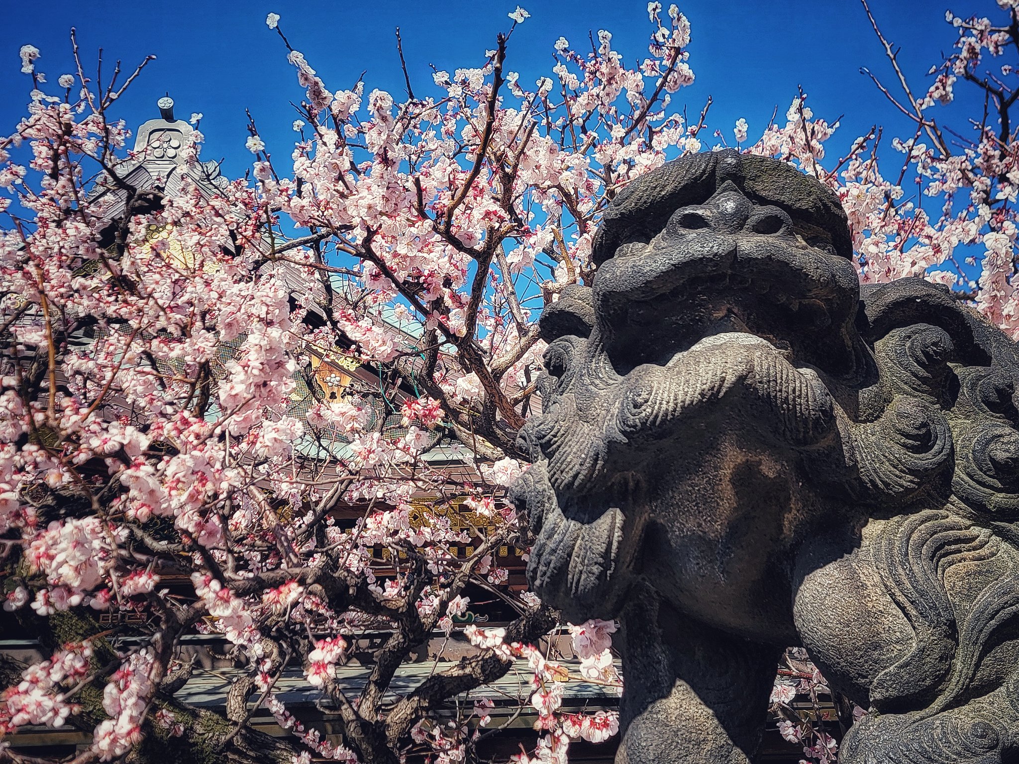 Tokyo Plum Blossoms Guide: Yushima Tenjin in Early Spring