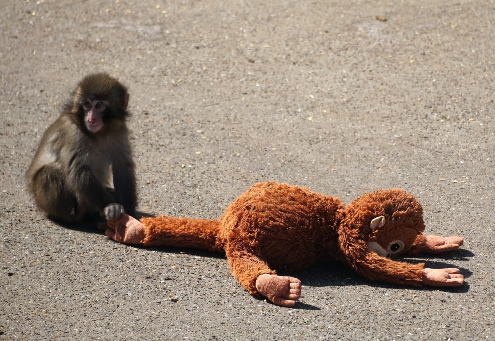 Monkey Meet Punch-kun of Ichikawa City Zoo | Tabimania Japan