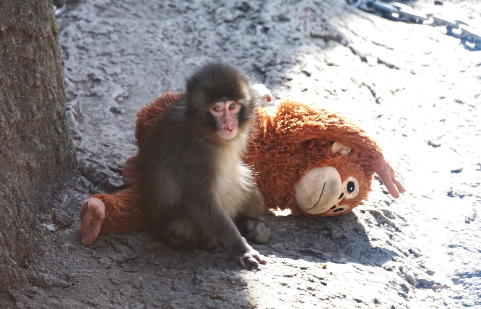 The Nanny Monkey Meet Punch-kun of Ichikawa City Zoo_oran | Tabimania Japan