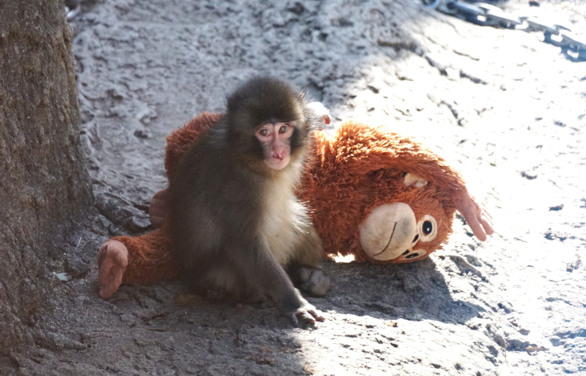 How to Visit Punch-kun: The Plushie-Loving Monkey Near Tokyo