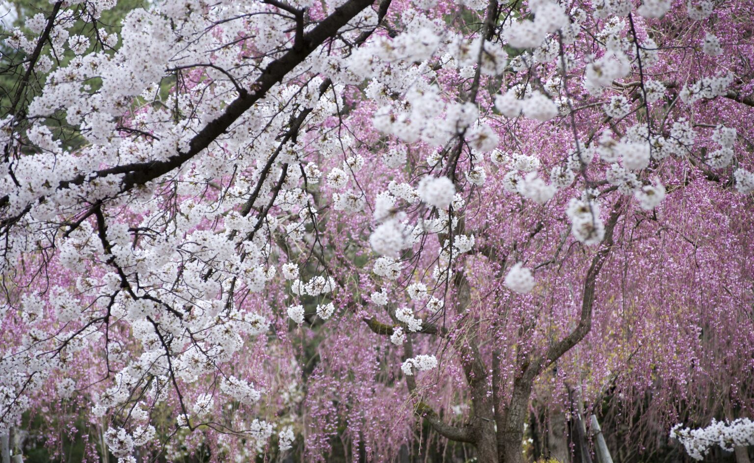 Cherry Blossom After Season: Where to See Late Sakura