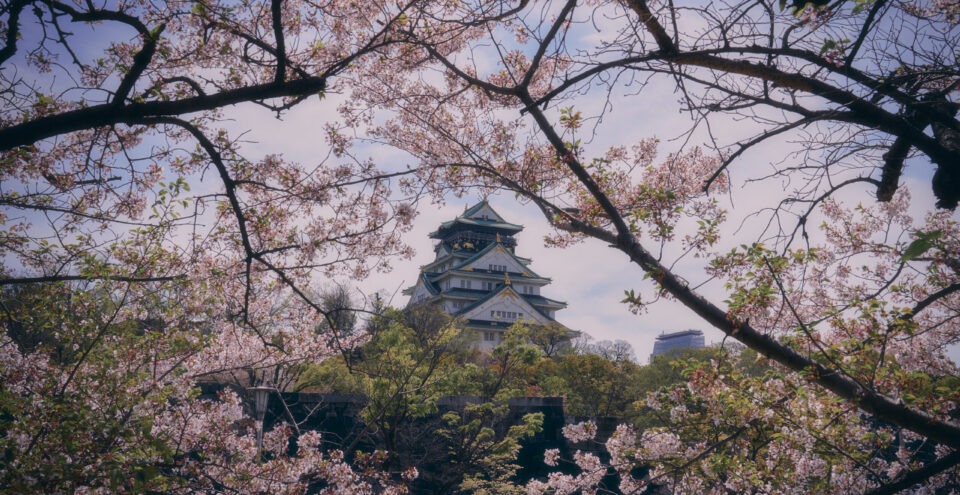 Starbucks Japan Sakura 2025: Second Release Brings New Drinks ...